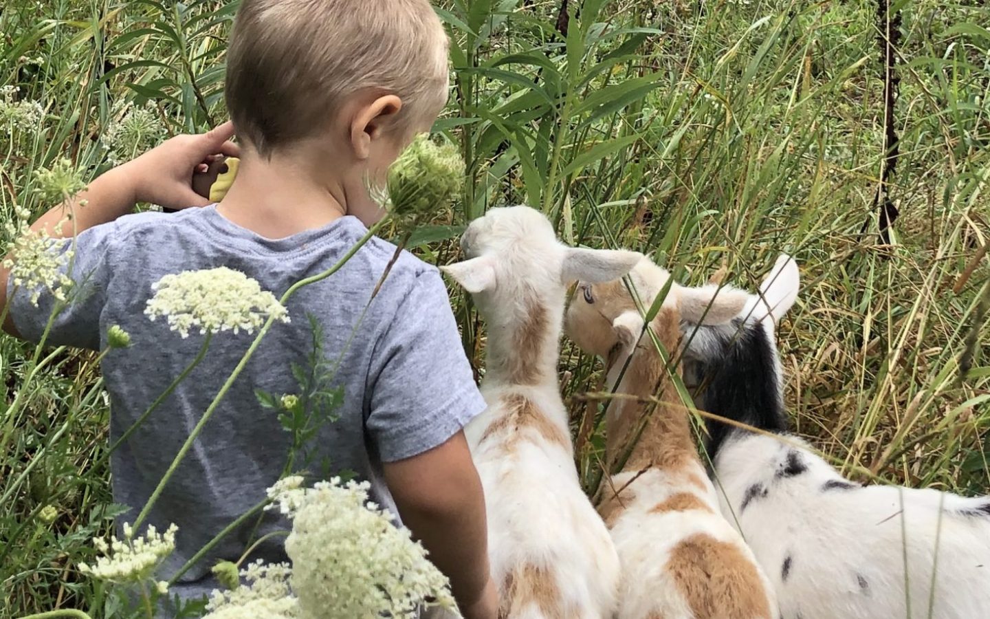 Happy Oak Farms- A peaceful farm in central Michigan Nigerian Dwarf ...
